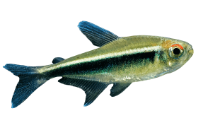 Home | Fritz Aquatics