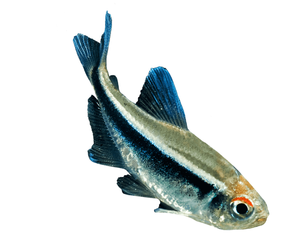 Home | Fritz Aquatics