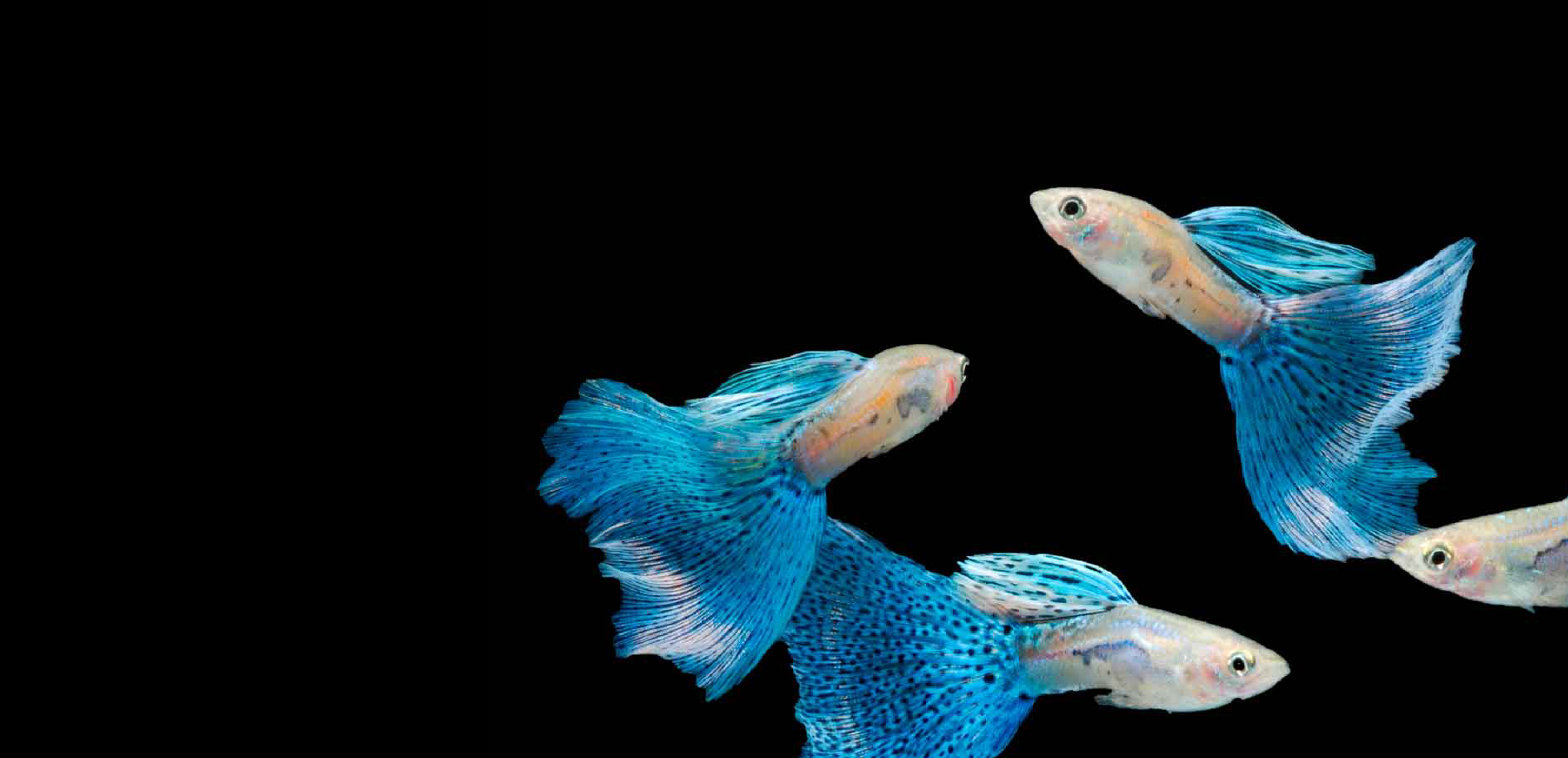 Index of /assets/images/slides